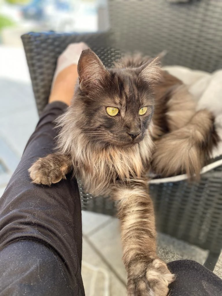 Say Hello to Timo, Andrea and Vincent! | Fandom