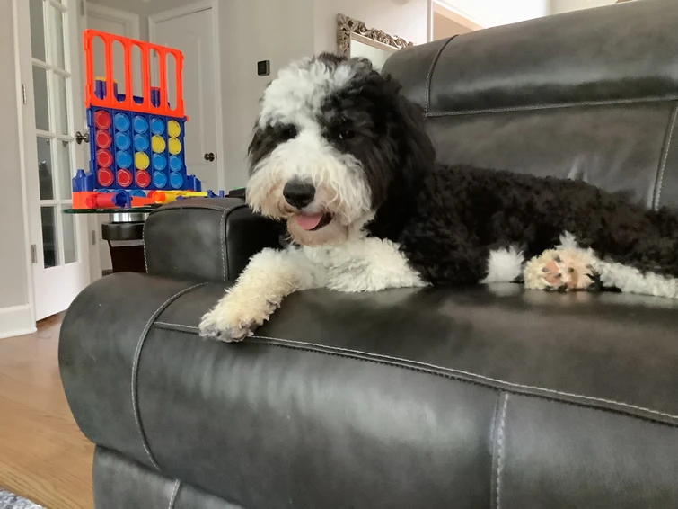 The dog | Fandom