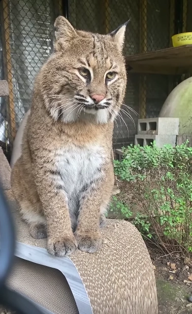 Bob Cat | Fandom