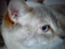 2 more cat photos | Fandom