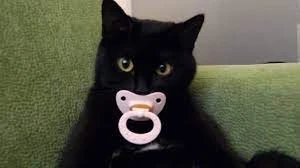 if you feel bad search up cats with pacifiers on | Fandom