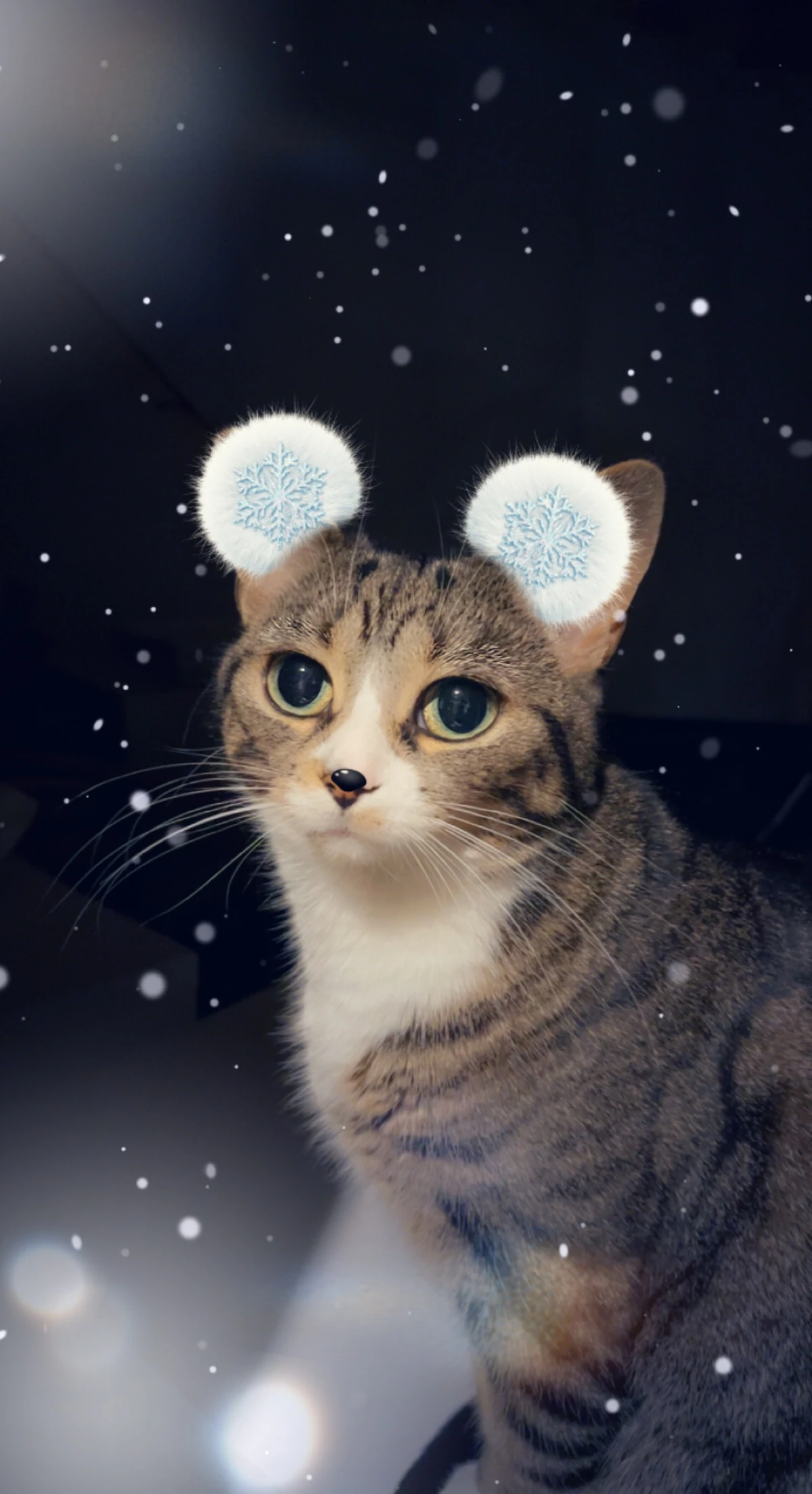 Cats + Snapchat filters = beauty | Fandom