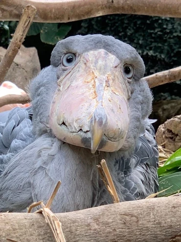 Shoebill | Fandom