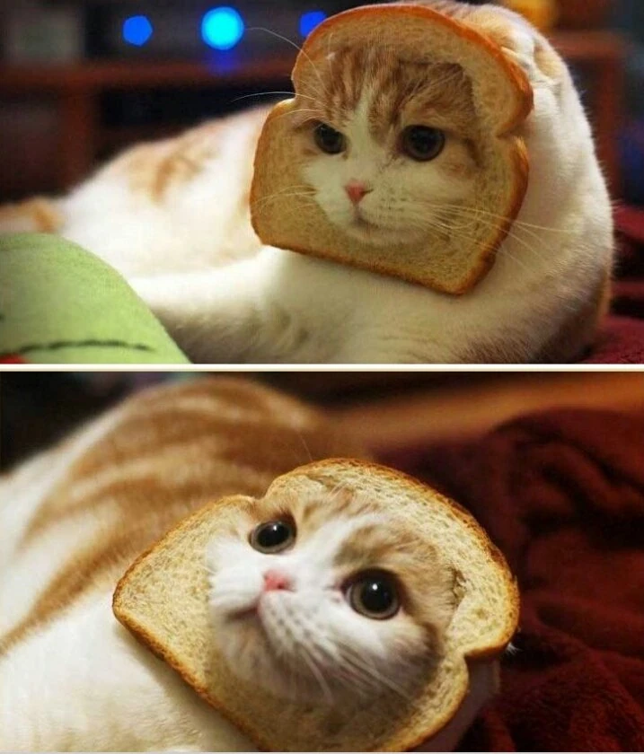 Loaf | Fandom