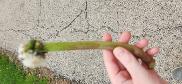 Happy birthday, Spamton. | Fandom