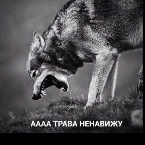 NOOOOO, WHY. | Fandom