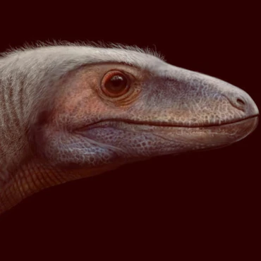 Discuss Everything About Dinopedia | Fandom