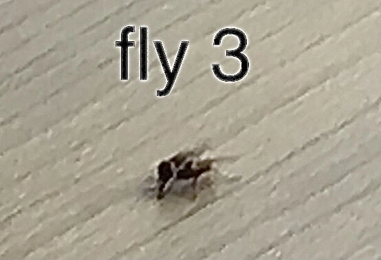 fly 3 | Fandom
