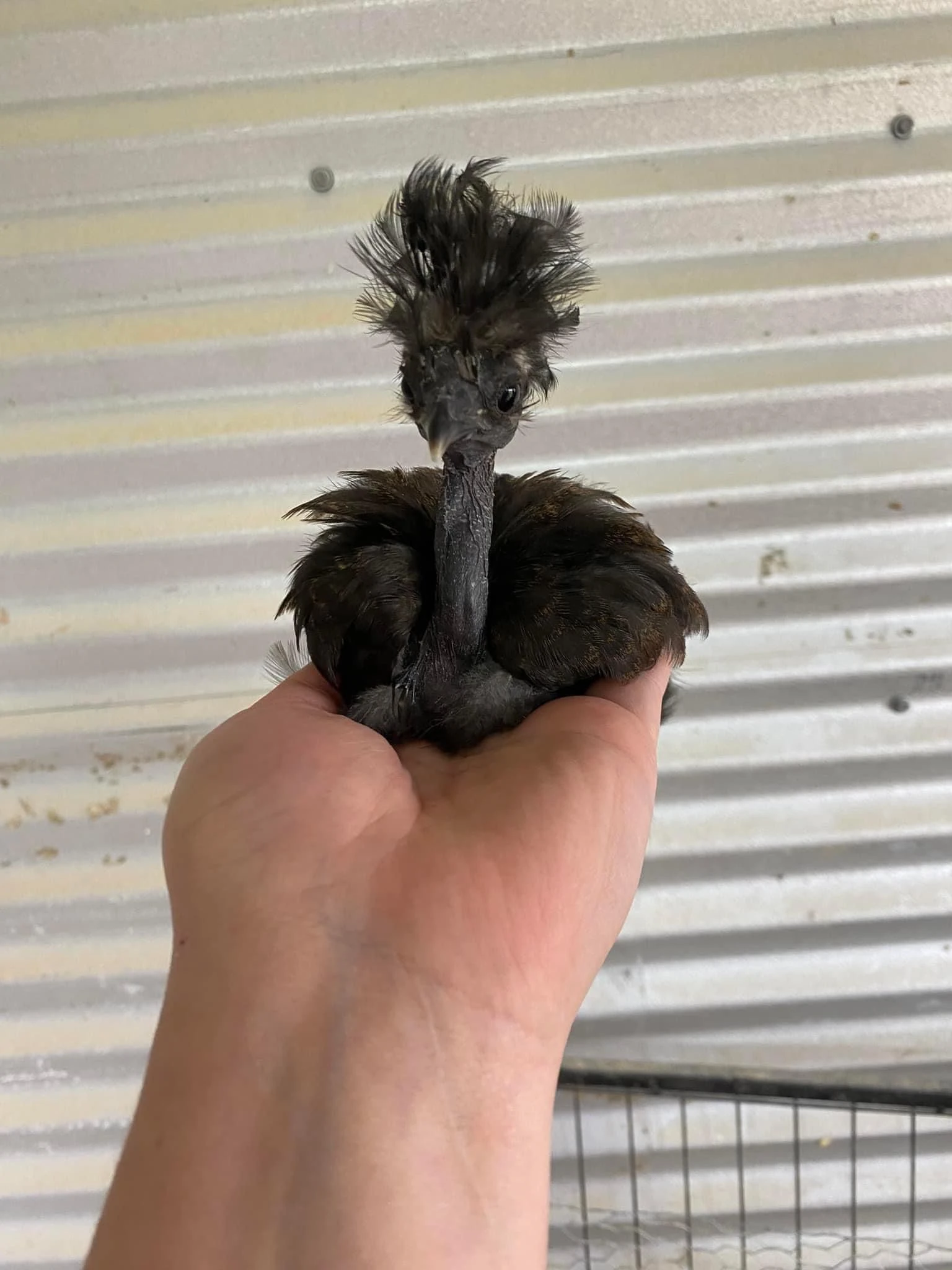 Selling shadow meor | Fandom