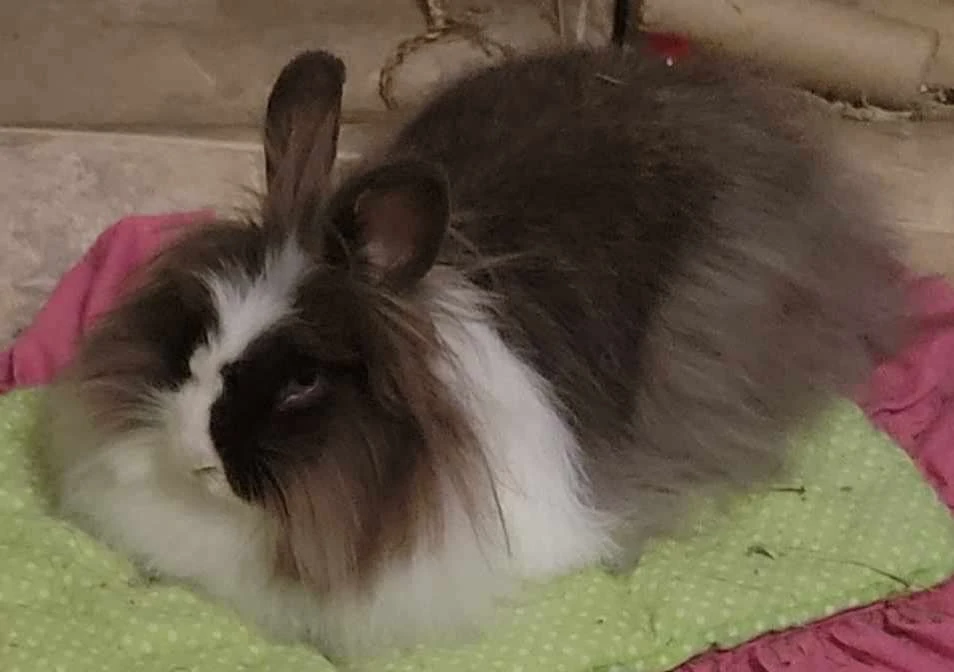cocoa irl REAL | Fandom