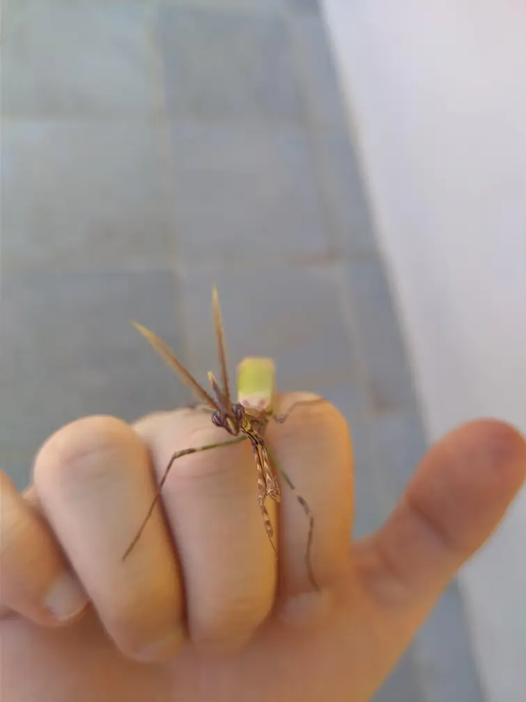 cool-ass mantis | Fandom