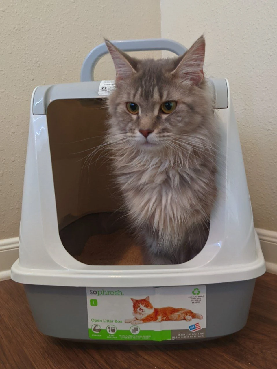 This little gremlin | Fandom