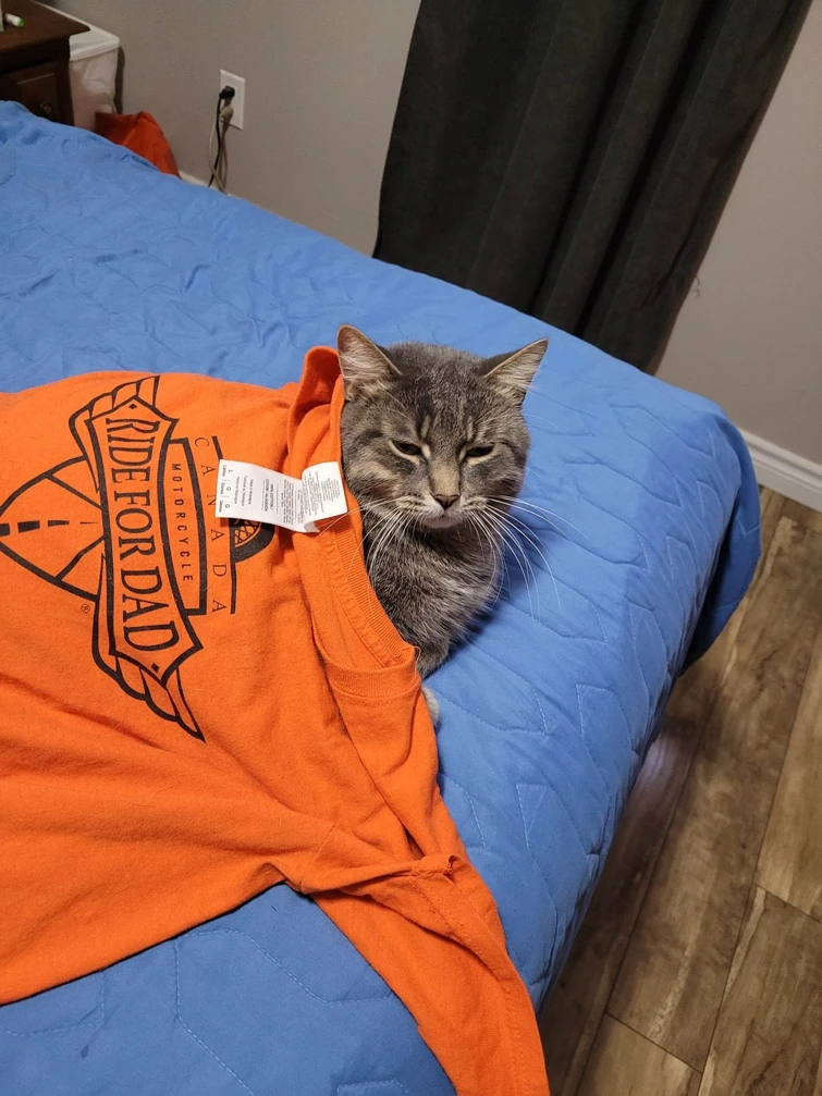 Daily Cat Image #401 | Fandom