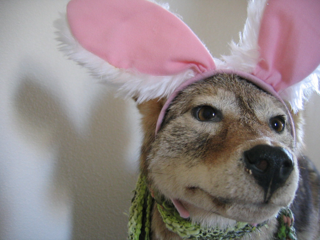 What’s the funniest cookie name you have ever misread? | Fandom