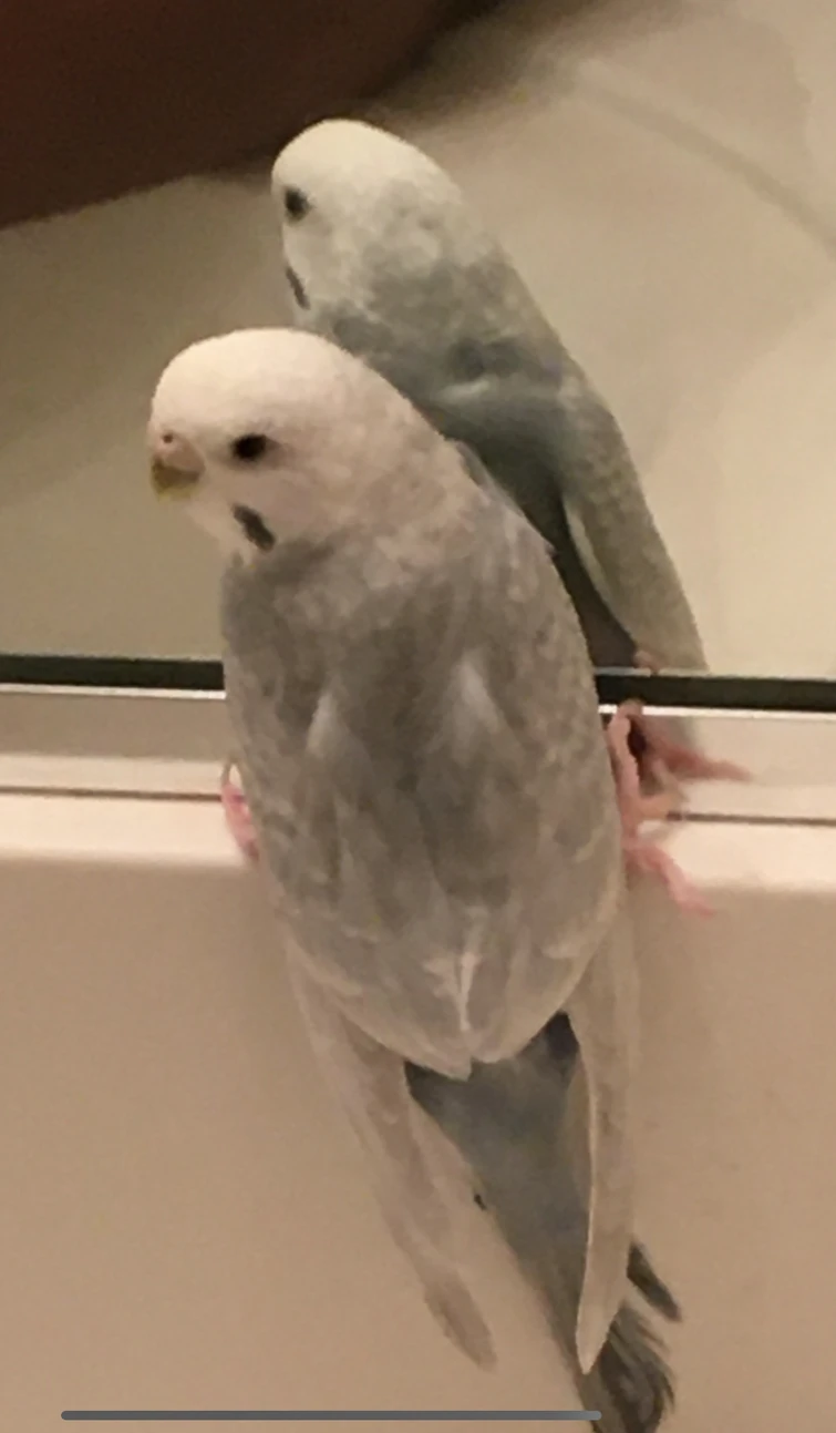 WIKI Abnormal chat | Fandom