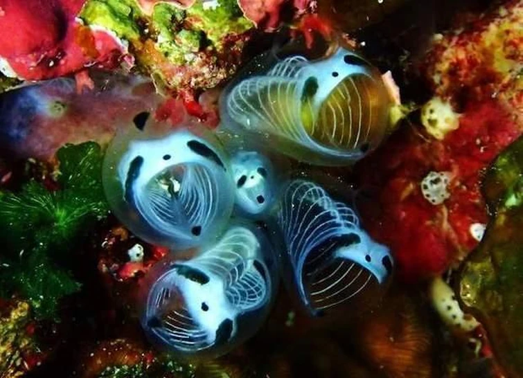 Skeleton panda sea squirts | Fandom