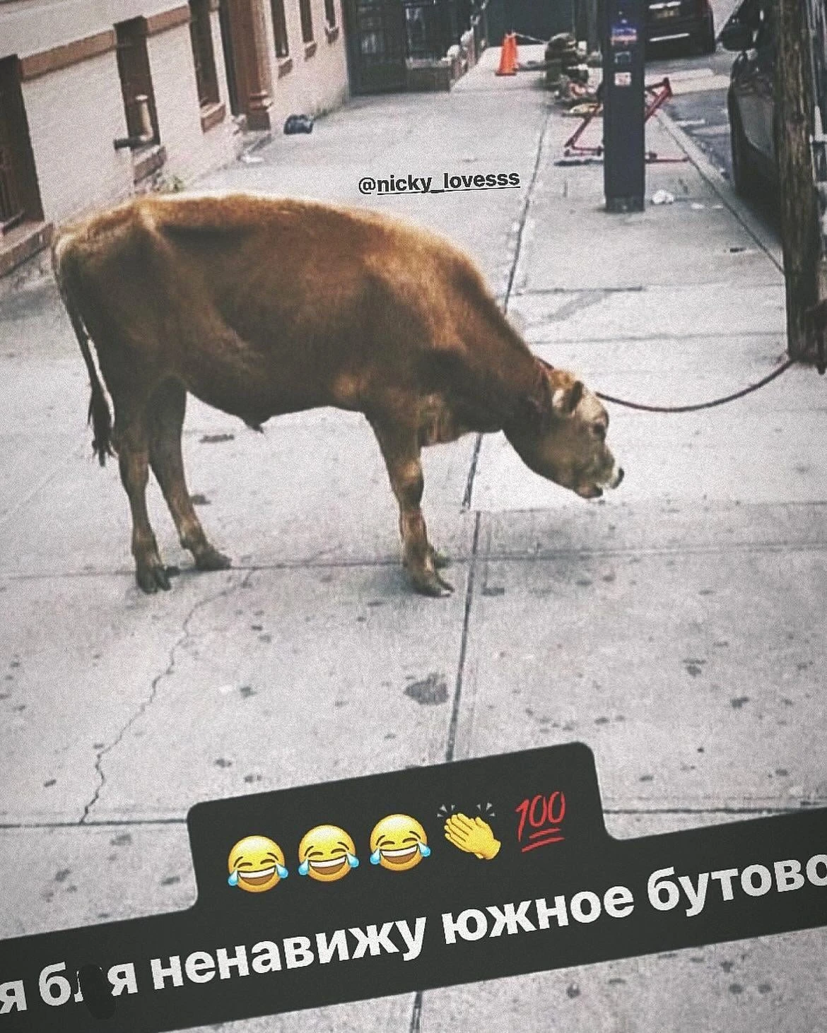 russian brainrot | Fandom