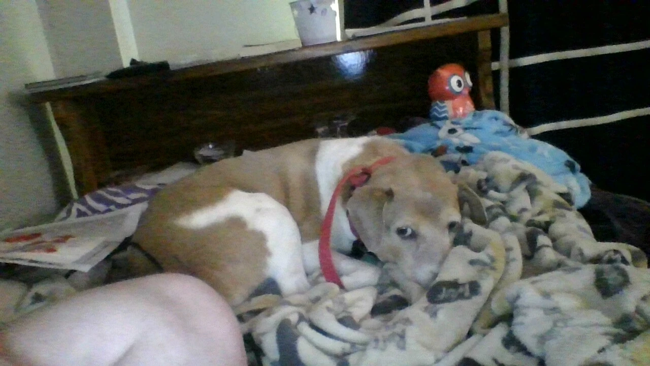 Look how cute my poochie is | Fandom