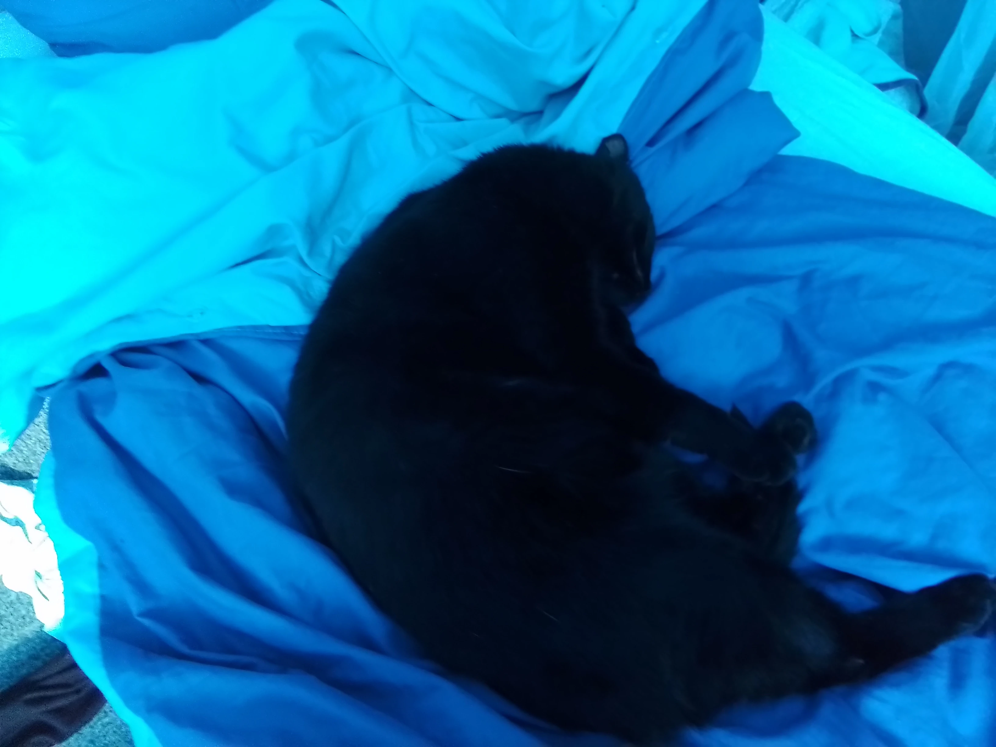 Send pictures of your cats sleeping | Fandom