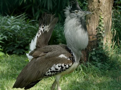 Kori Bustard Suggestion. | Fandom