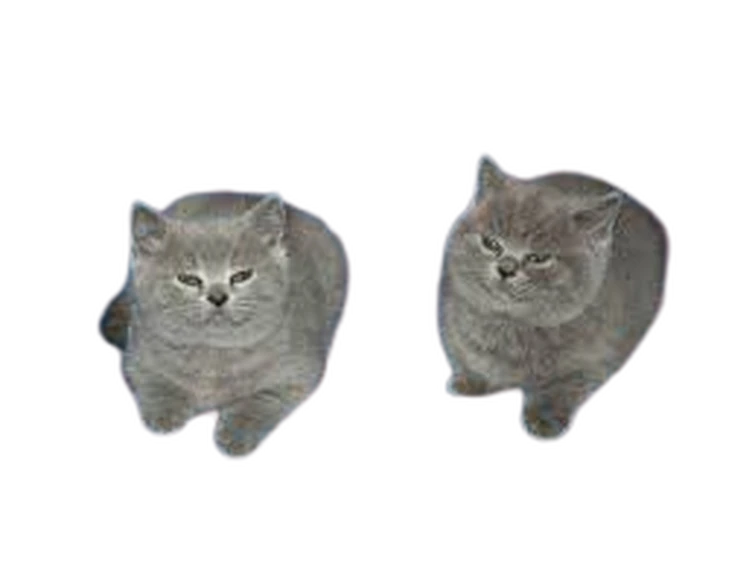 Discuss Everything About Silly Cat TV Series Wiki | Fandom