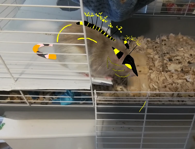 Drawing irl pets into cos creatures (or concept creatures) | Fandom