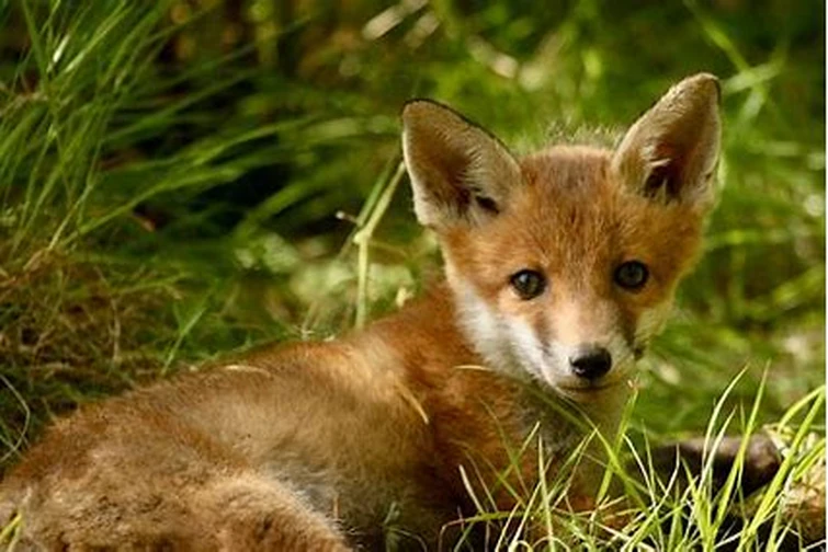 Sonic Characters but... | Fandom