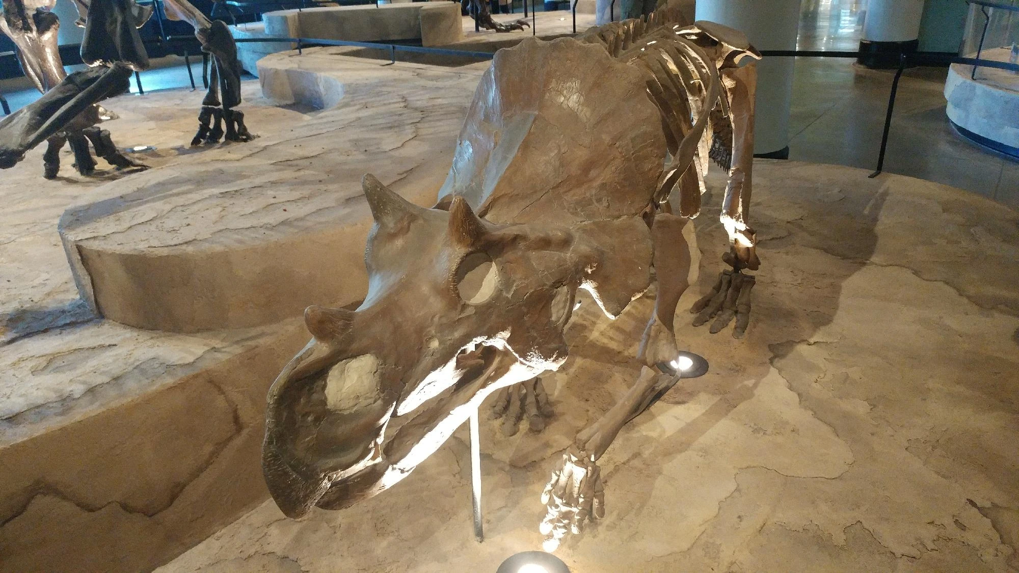 Unidentified Small Ceratopsian | Fandom