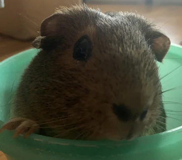 which guinea best guinea | Fandom