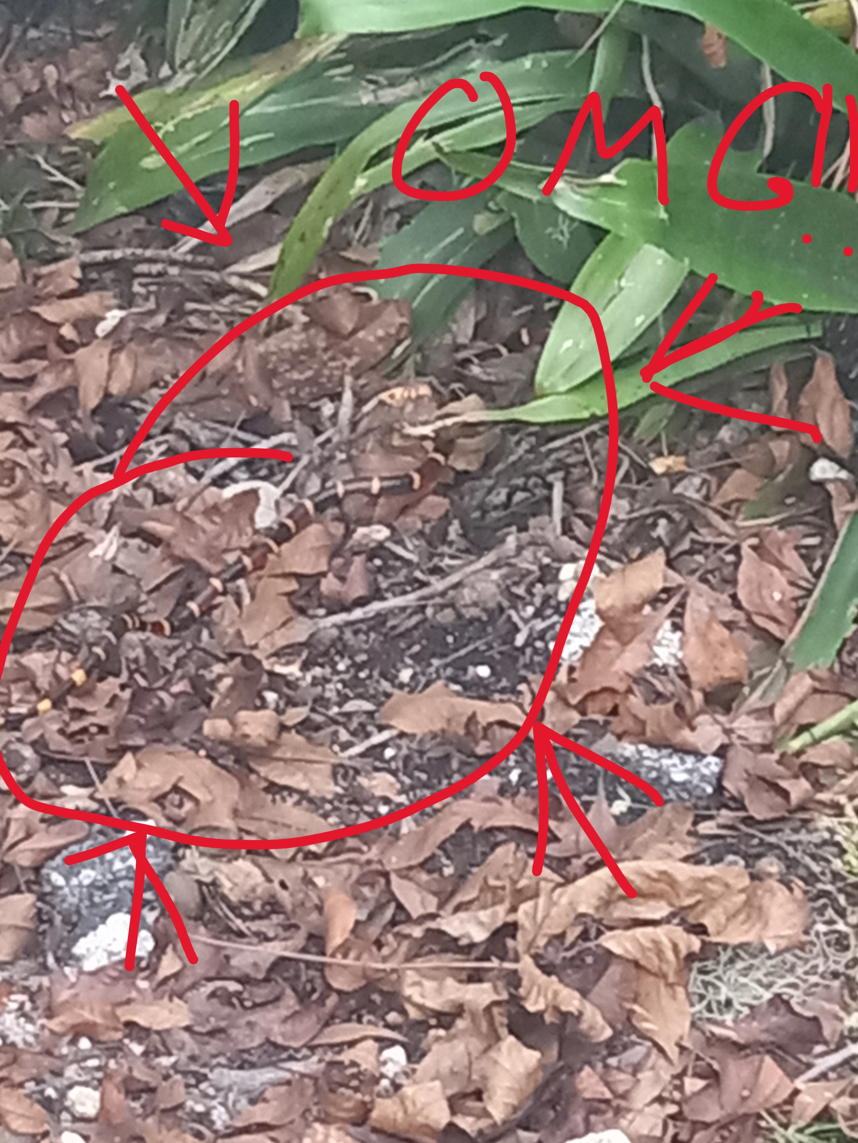 OMG MISPRINT VIPEMBER!!! | Fandom