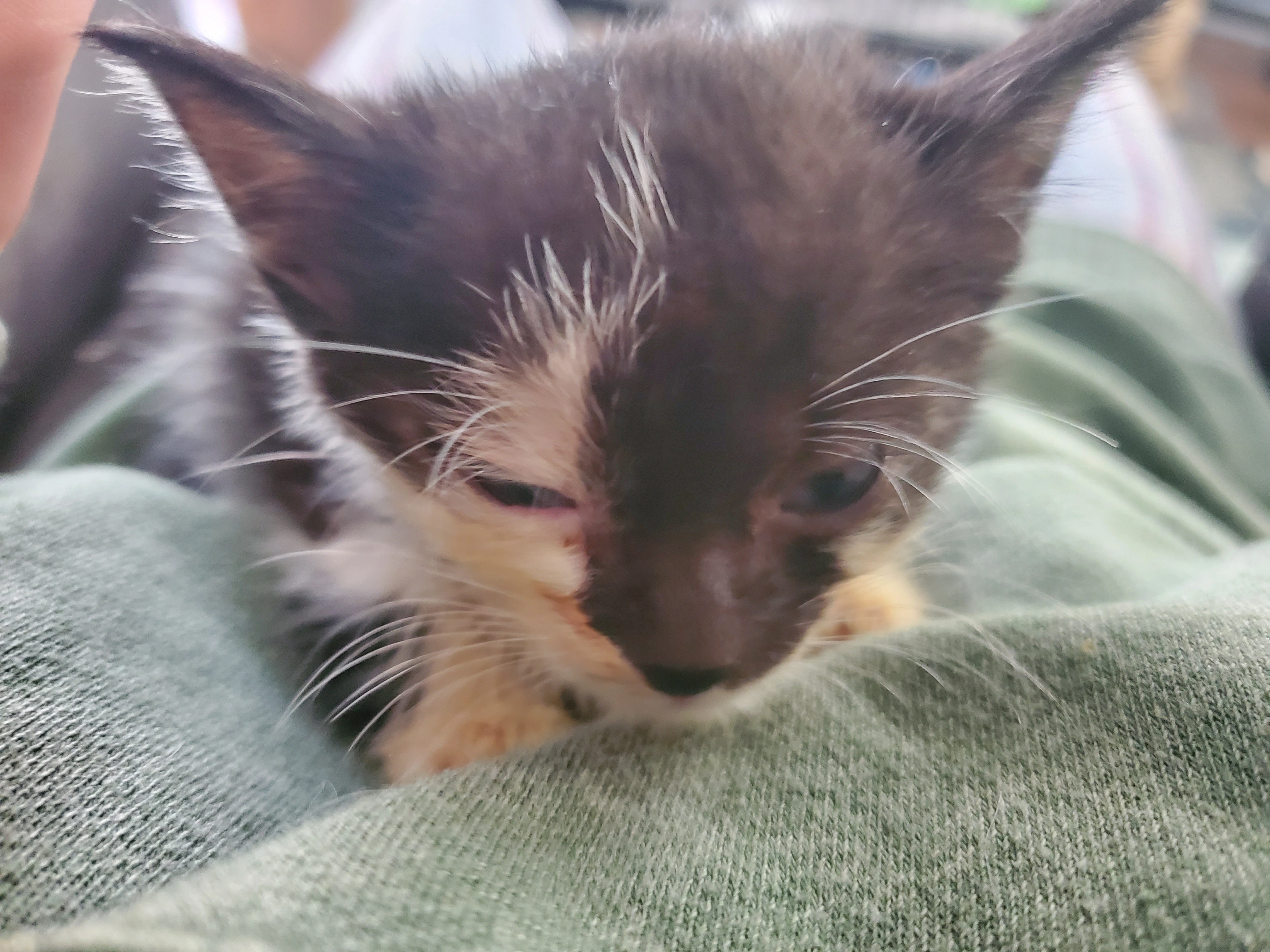 kitten | Fandom