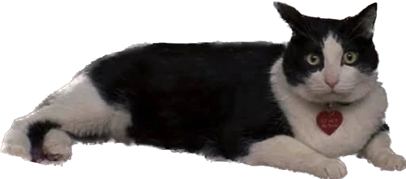 Fat louie in no background | Fandom