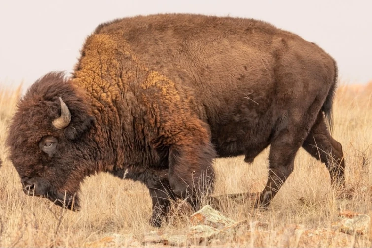 Pet shoutout #3 | Fandom