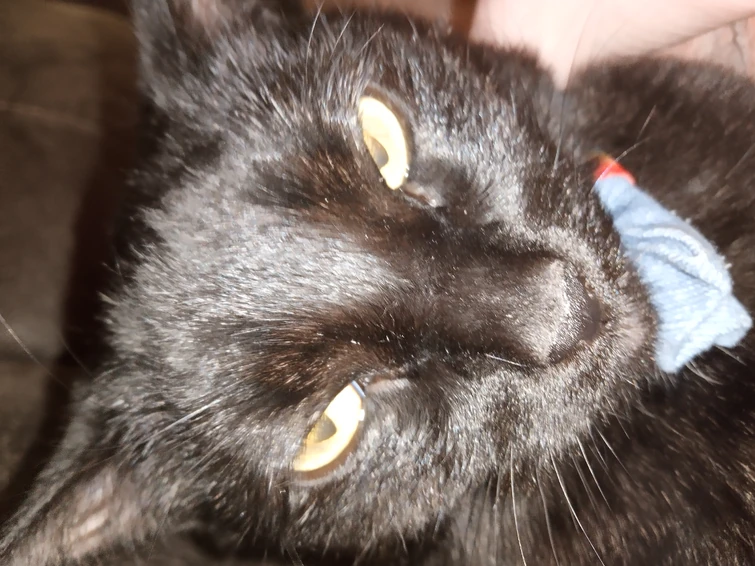 puppet oc parts? | Fandom