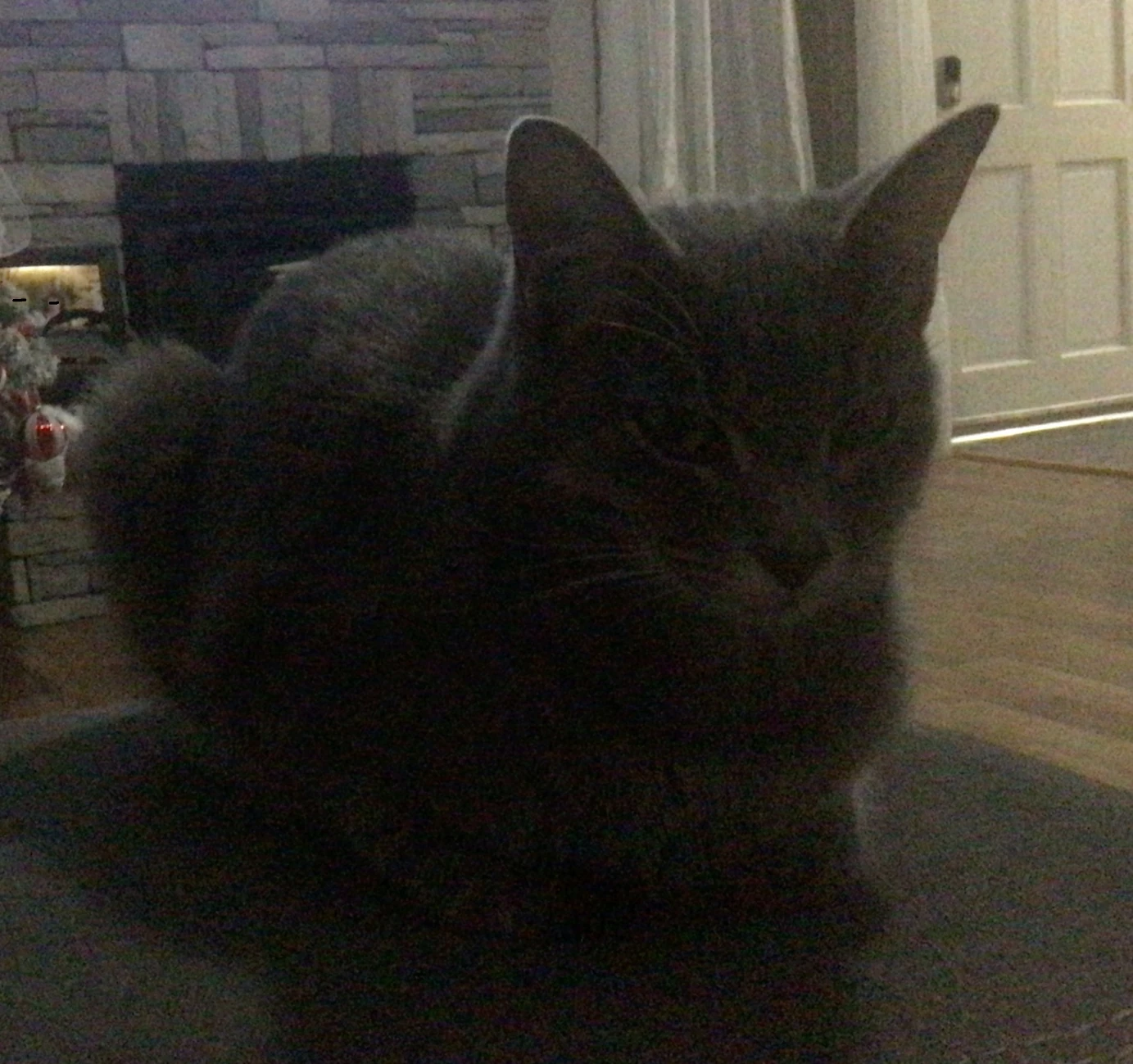 LOOK AT THIS FATAHH CAT | Fandom