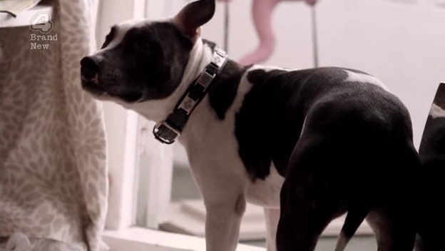 Keith (dog) | Misfits Wiki | Fandom