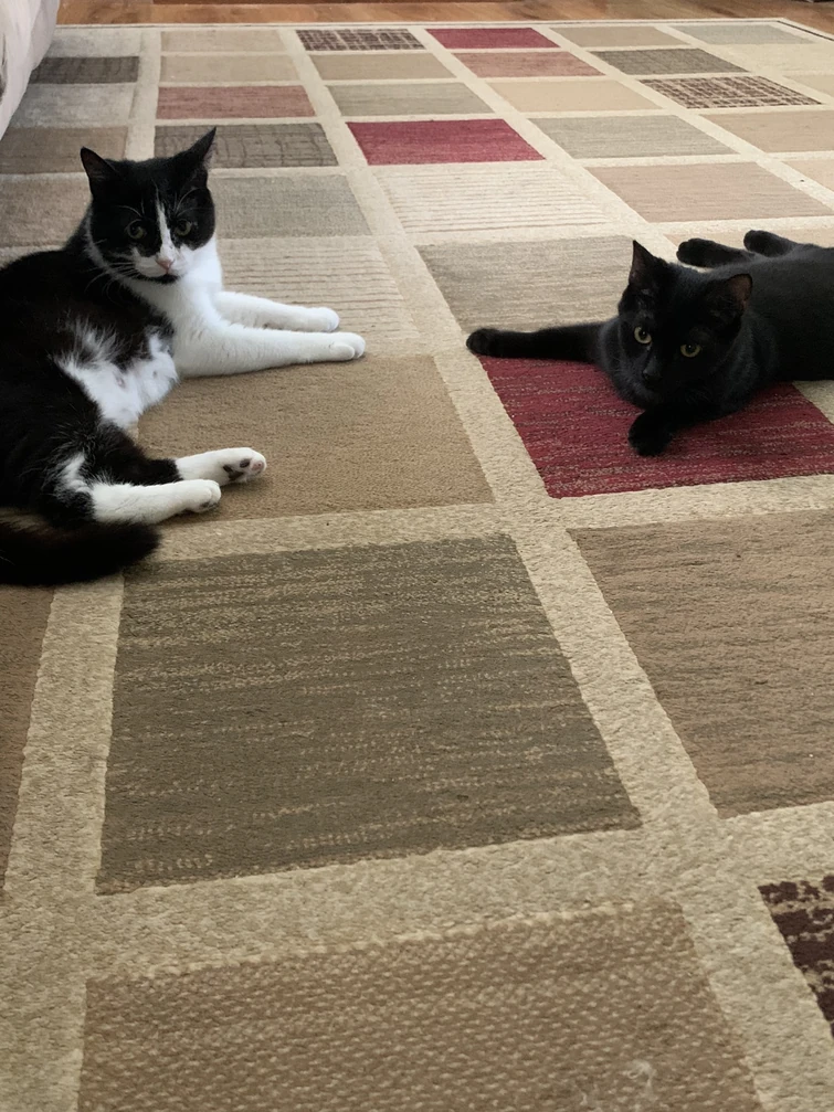 ☘️ TADC Official Chaos Thread 🍀 | Fandom