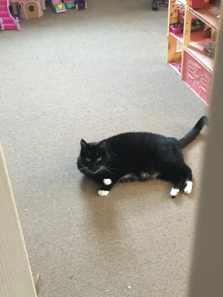 Caption my cat with a fnaf related meme. (Click to see full image) | Fandom