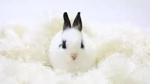 What is your favorite kind of rabbit? | Fandom