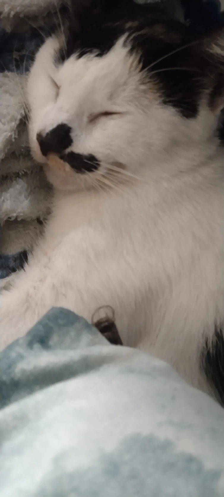 I wanna make a tier list template on tiermaker consisting of wiki users ...