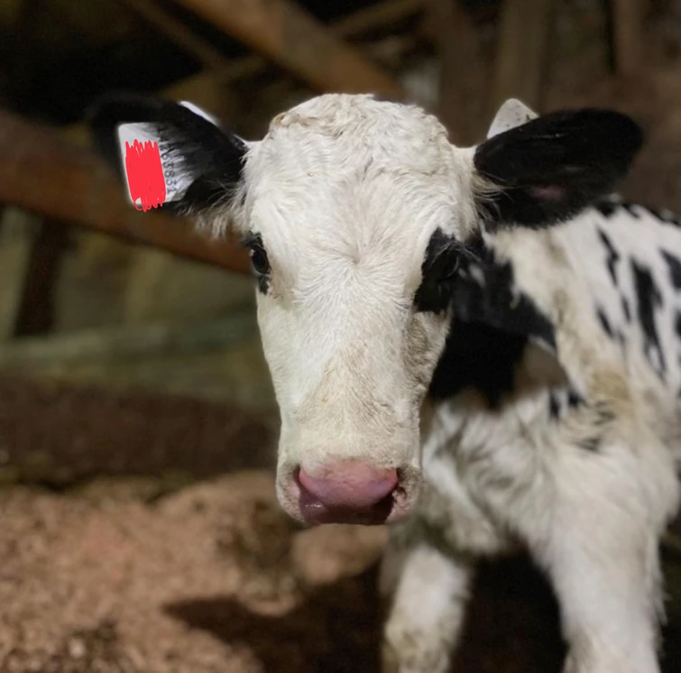 4-H (plus my cow) | Fandom