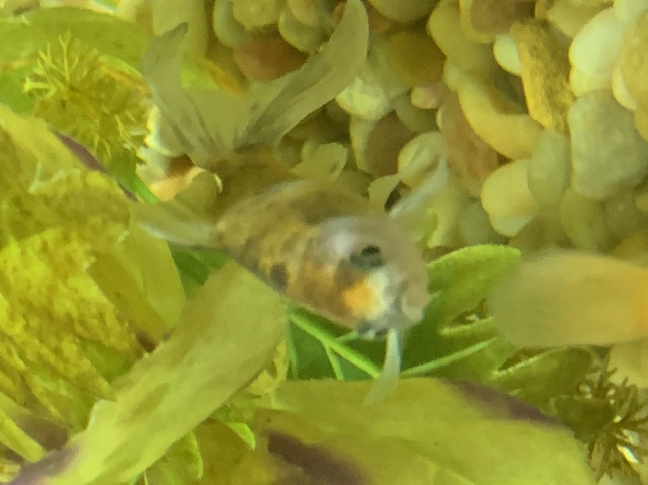 Goldfish fun fact of the day!! | Fandom