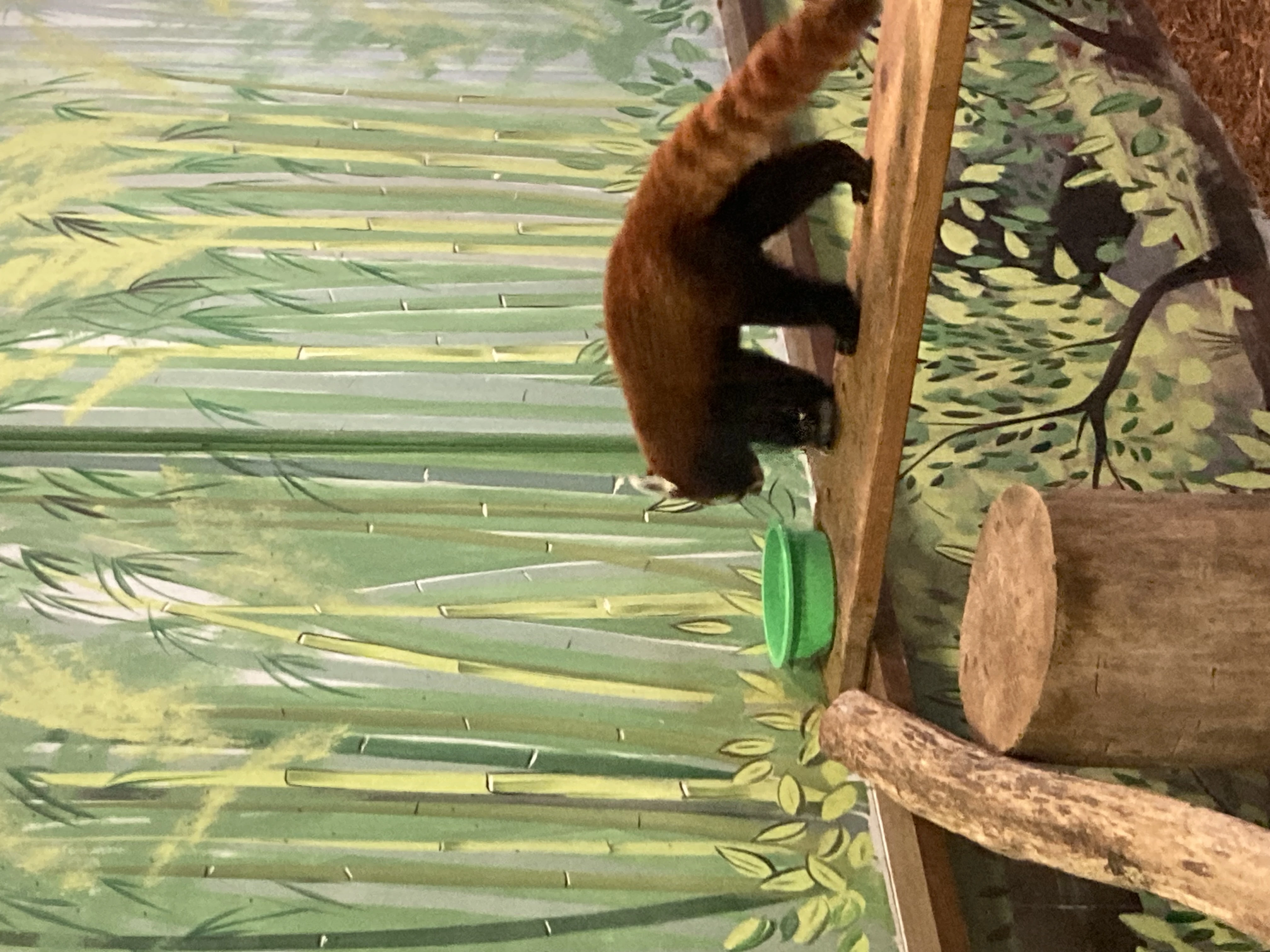 Dark’s epic zoo adventure | Fandom