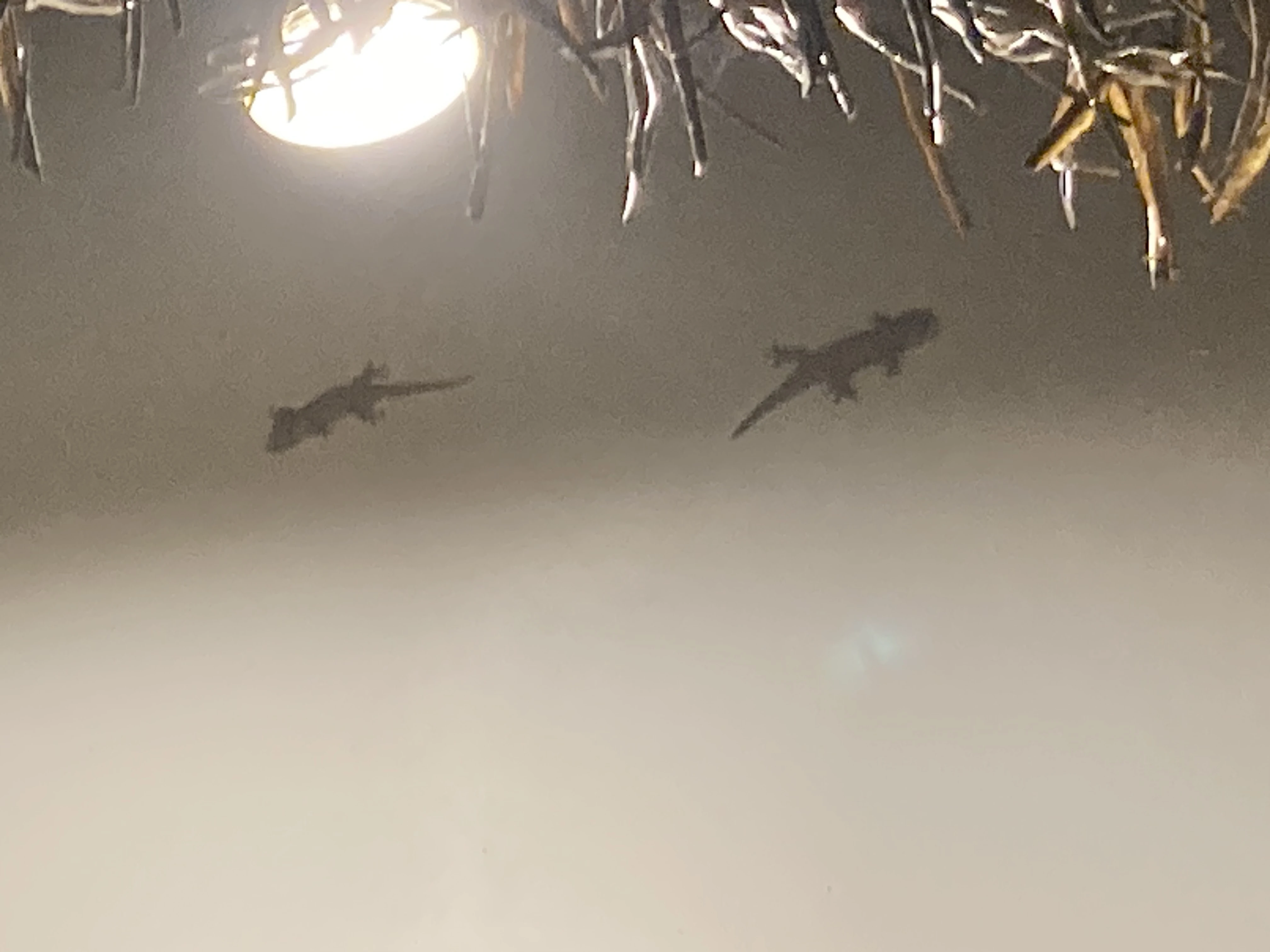 just did my first ploink directly into a wall, i feel so wawa | Fandom