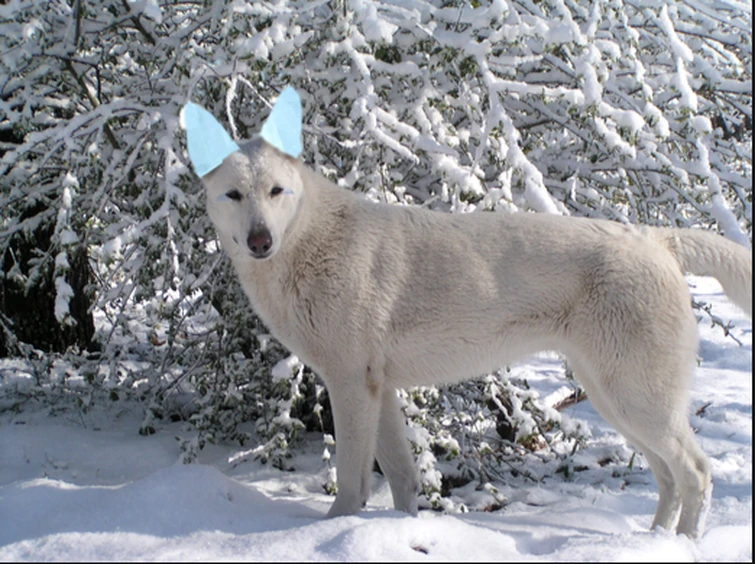Arcticlaw in real life | Fandom