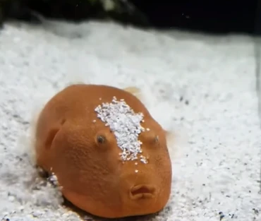 Discuss Everything About Glagglepedia Wiki | Fandom