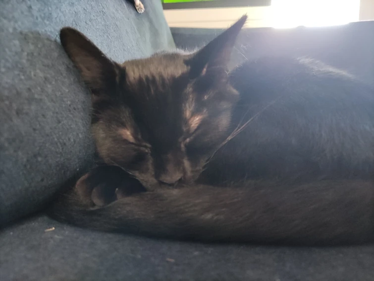 Eepy cat #2 | Fandom