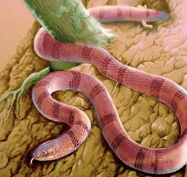 Discuss Everything About Dinopedia | Fandom