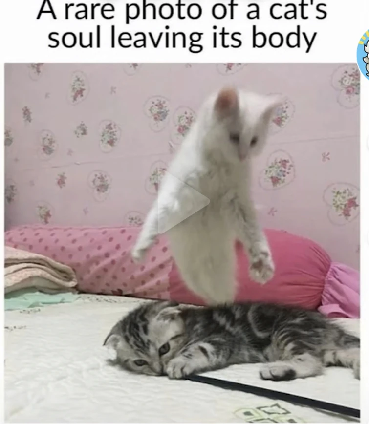 Have some cat memes because I feel like shit rn | Fandom