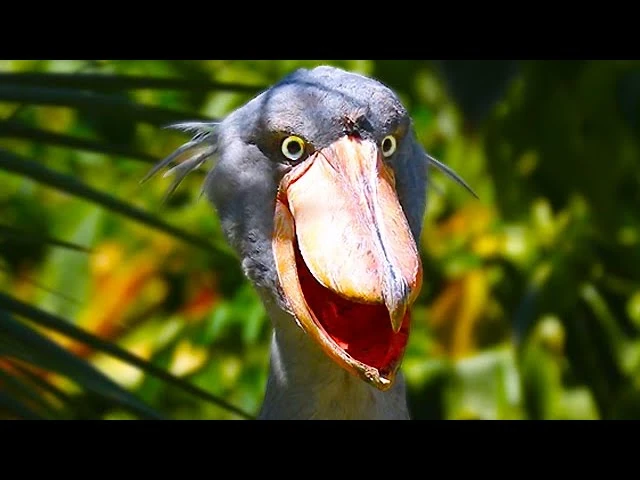 Arfcom bird people! What kind of bird is this? - AR15.COM